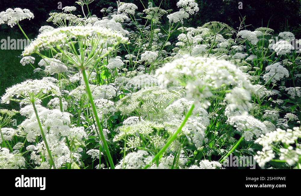 Wild grass Angelica close up. Camera moving over flower heads of tall ...