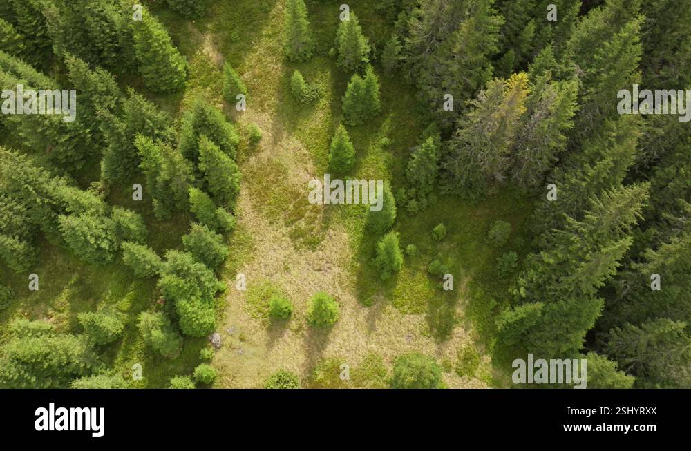 Top down aerial view forest Stock Videos & Footage - HD and 4K Video ...