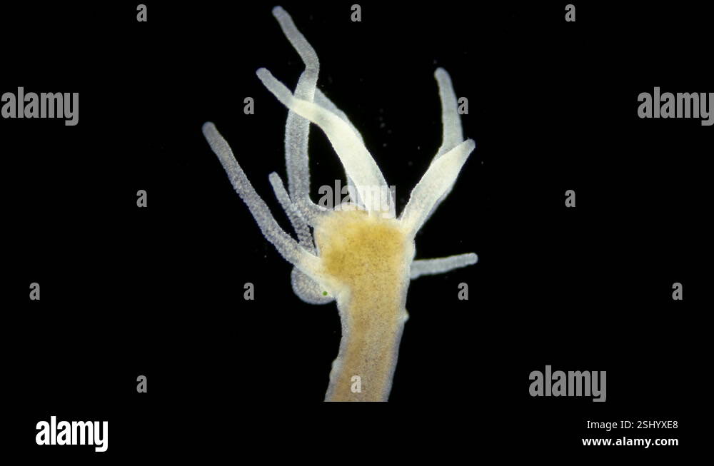 Hydra, Hydrozoa and Infusoria Kerona polyporum, Trichodina under ...