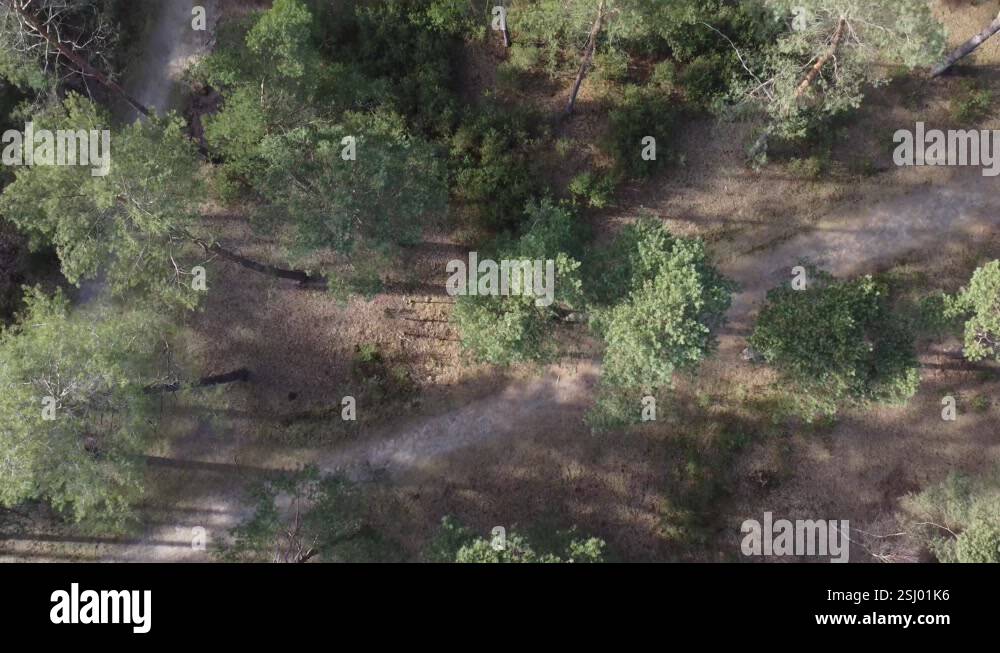 Drone shot of beautiful forest and path in between trees Stock Video ...