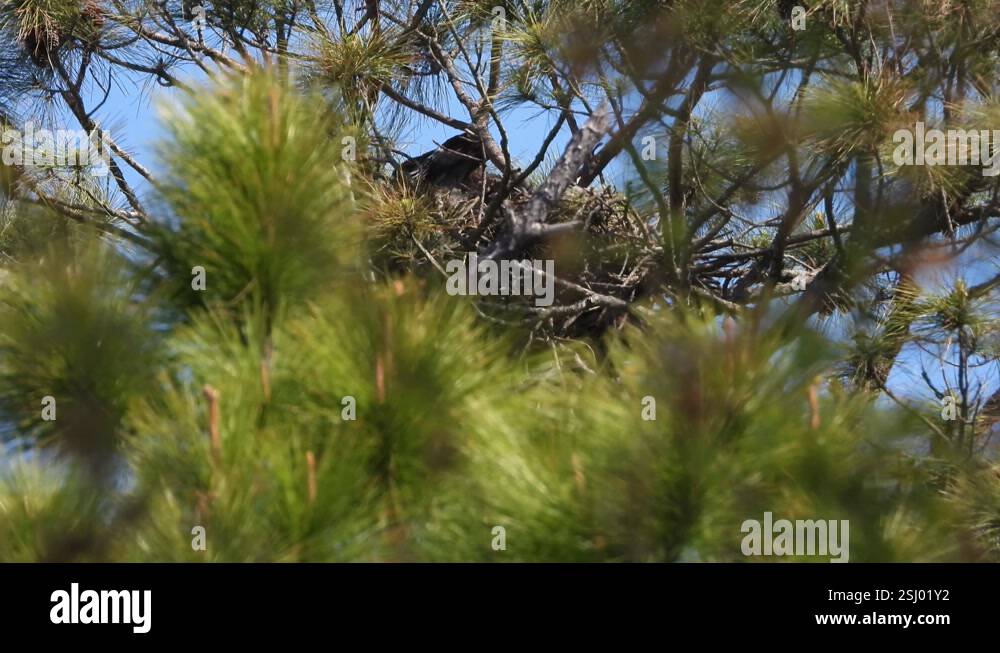 Large baby eaglet popping up in an eagle nest showing how deep a Bald ...
