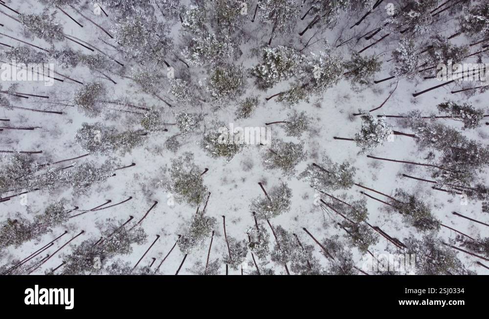 Top down aerial background of Winter wonderland forest, minimal dark ...