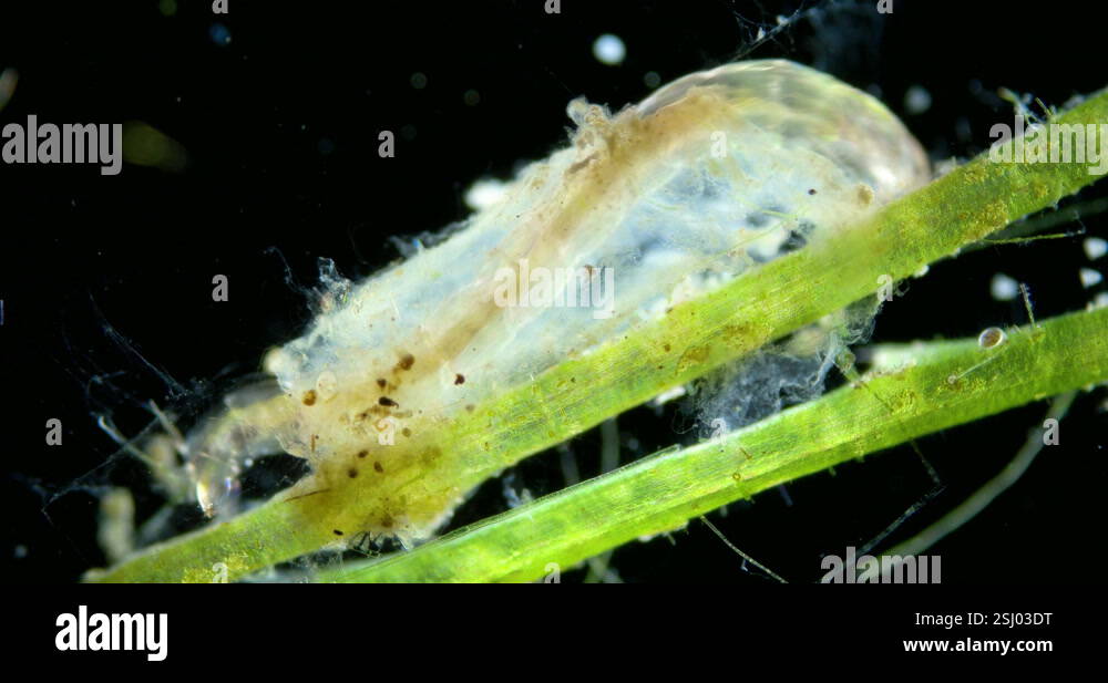 Chironomidae larva under a microscope, order Diptera Stock Video ...