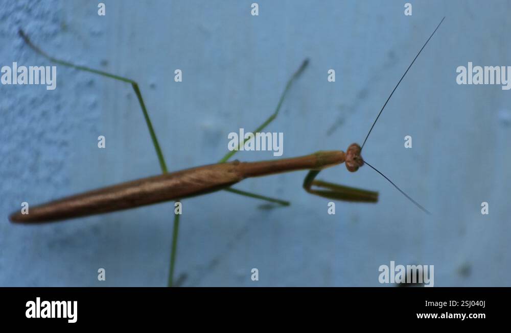 Praying mantis is an insect that belongs to the order Mantodea, HD ...
