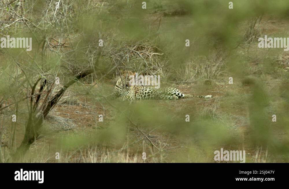 Leopard Resting In Wild Bushes At The Plains Of Tsavo Conservation Area ...