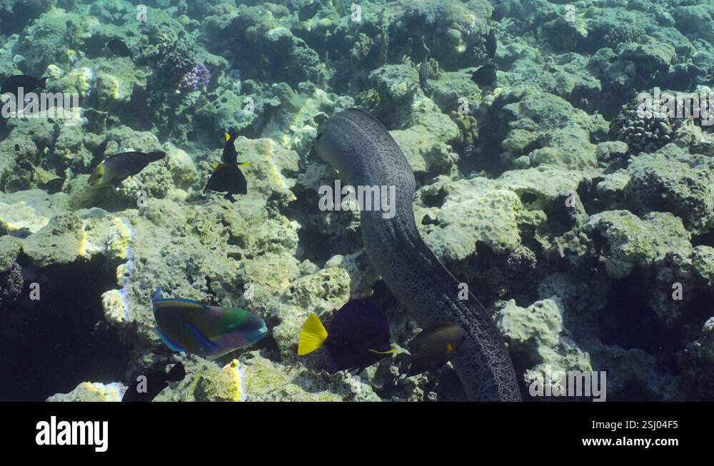 Back view of Giant moray eel swims over top of shallow coral reef in ...
