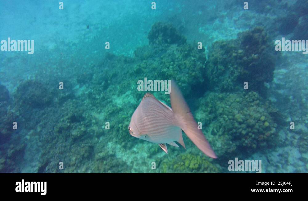 Tiny fish darting and weaving around a stunning coral reef, all ...