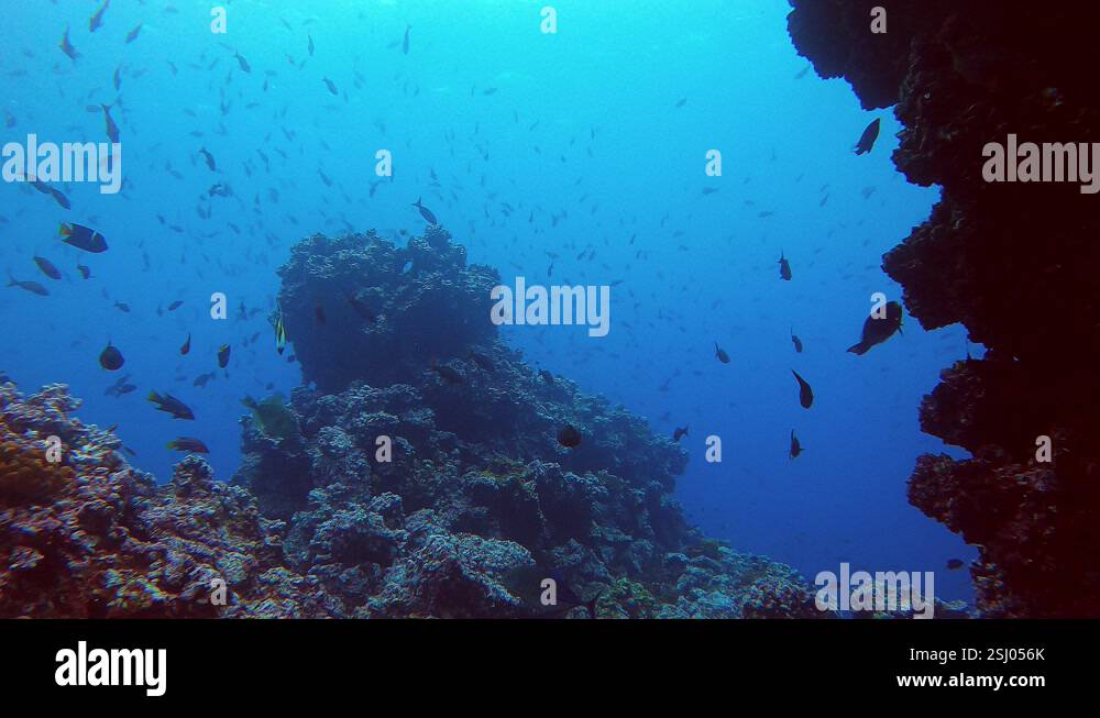 Coral reef full of life and a coral structure in the middle. Camera ...