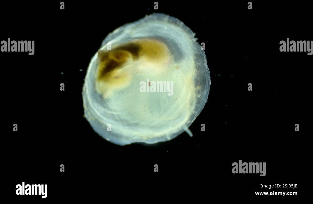 Young Mollusca, class Bivalvia under the microscope. 3 mm in size Stock ...