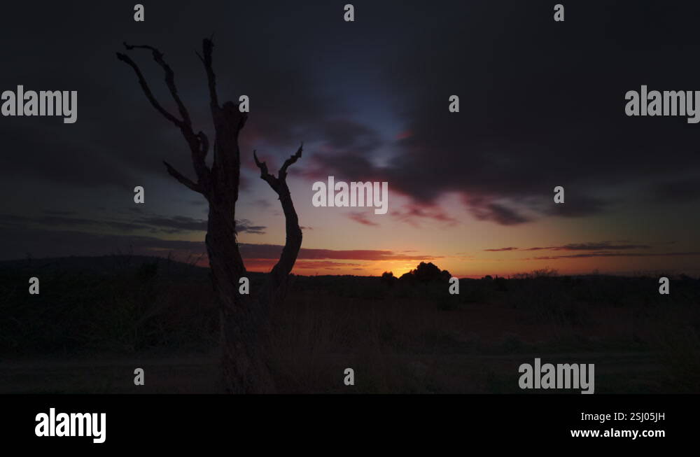 Boomerang of dead tree in the middle of nowhere while sunset. Symbol of ...
