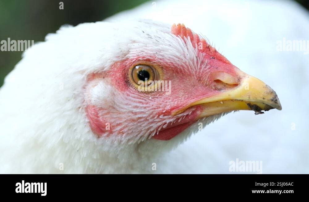 Chicken in the village. Enlarged image of a white chicken's head ...