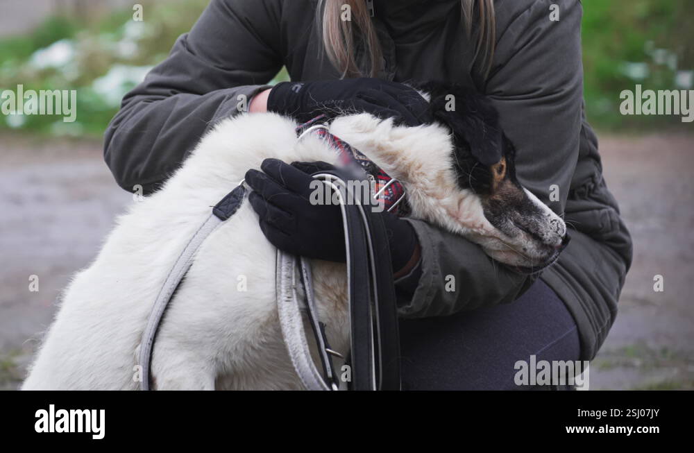 Young woman embracing a black and white Fox Terrier dog outdoor holding ...