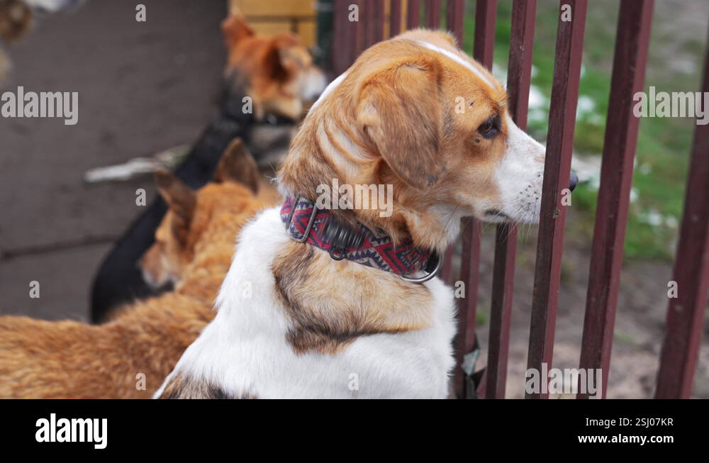 Mix breed big dogs looking through an iron fence in a dog shelter ...