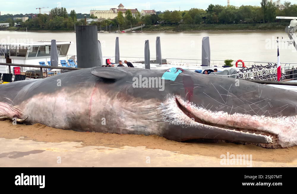 Close up on a fake dead body of a whale stranded on the quays of ...