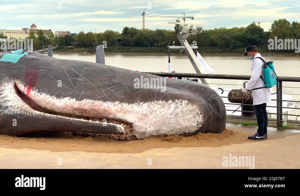 Fake scientist sprinkling water on the dead body of a whale stranded in ...