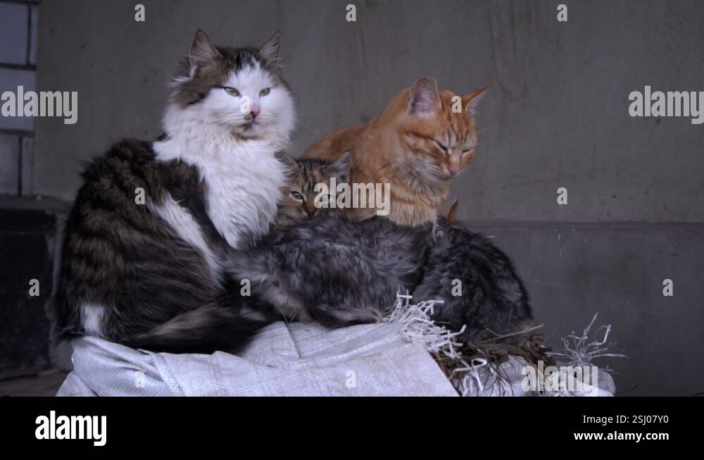 Family of Poor Homeless Cats with Kittens is Basking in a Pile of ...