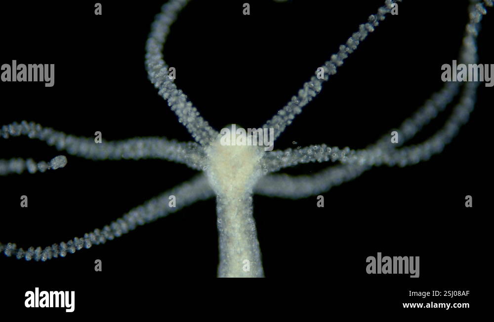 Freshwater Hydra under microscope, class Hydrozoa. Predator Stock Video ...