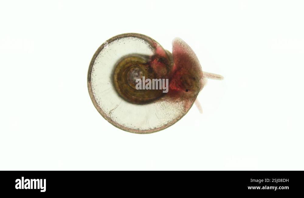 Snail Family Planorbidae under microscope, order Pulmonata. Possibly ...