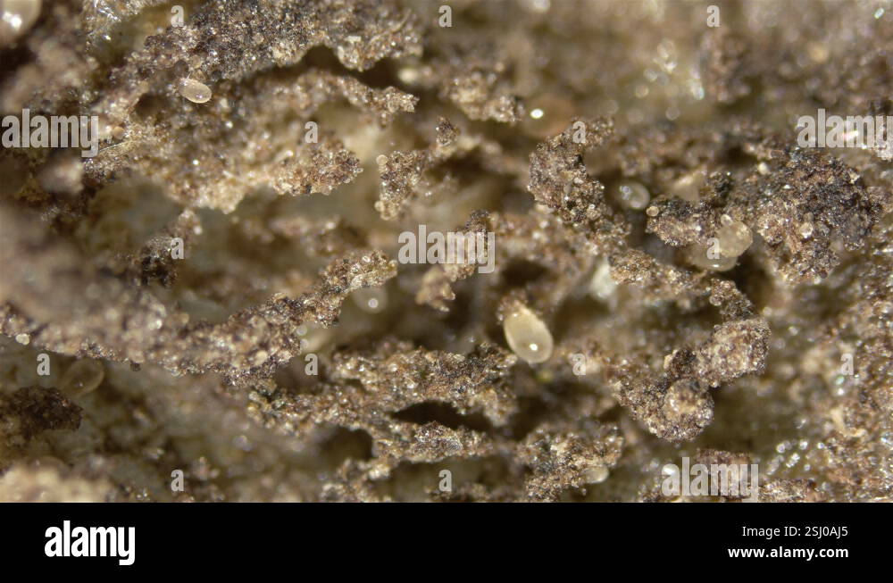 Colony soil mites family Acaridae and one Oribatida under a microscope ...