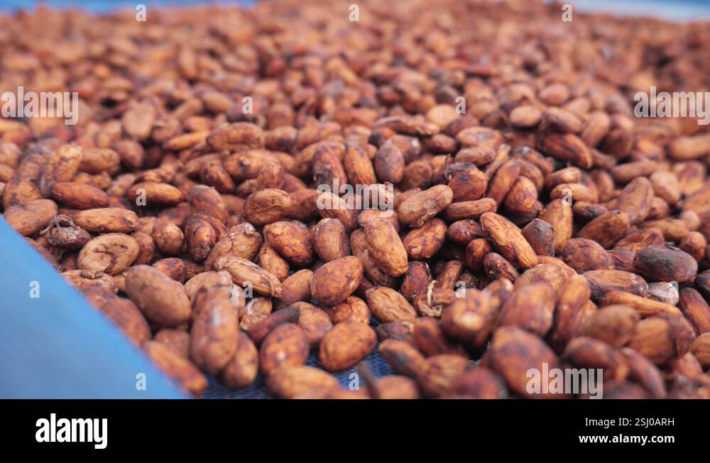 Cocoa beans drying process by sun light Stock Video Footage - Alamy