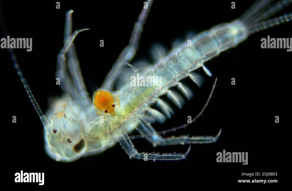 Hydrachnidia mite larva on larva of Ephemeroptera under microscope ...