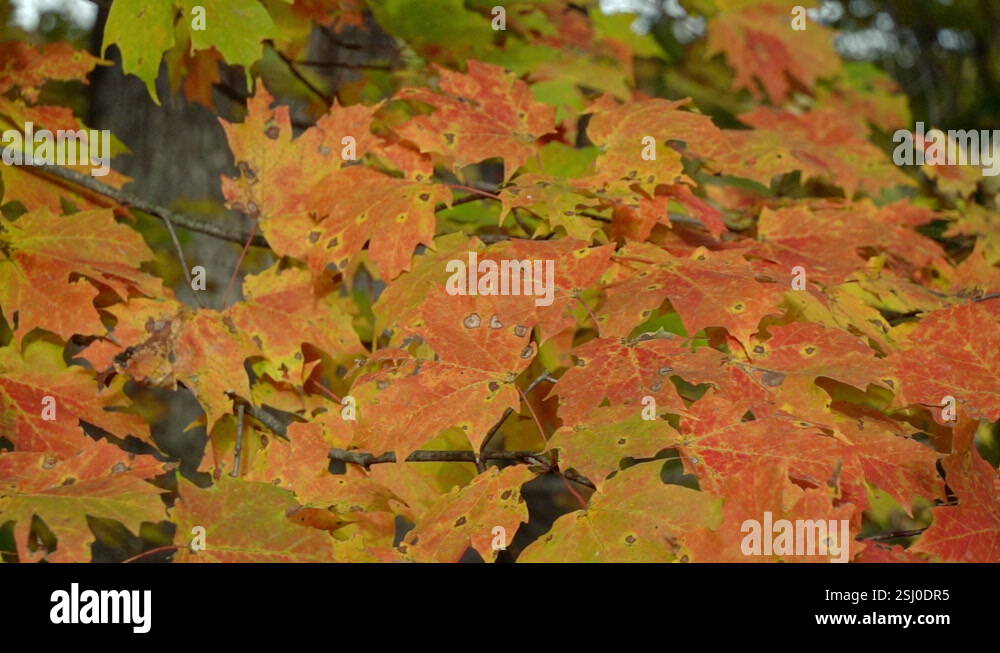 Maple tree branch full of stunning fall color leaves bounces in the ...