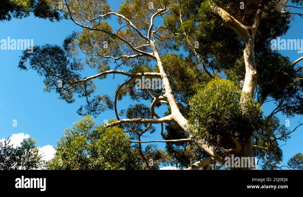 Blue gum tree Stock Videos & Footage - HD and 4K Video Clips - Alamy