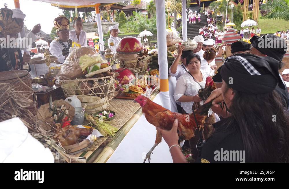 Balinese Priest Blesses a Rooster of Pecalang Police in Temple Bali ...