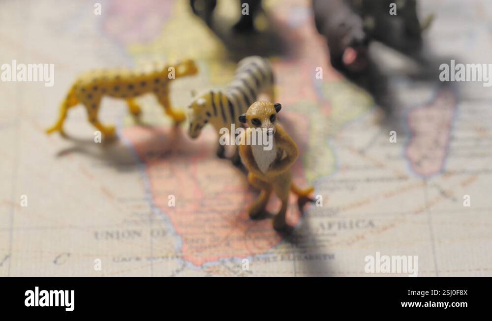 Representation of fauna Stock Videos & Footage - HD and 4K Video Clips ...