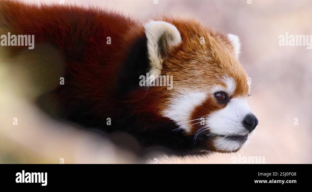 A close up to a red panda face. Red panda, also known as the lesser ...