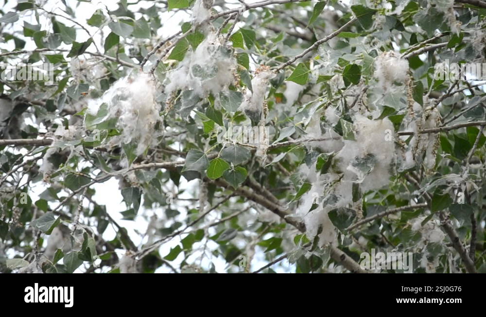 Poplar blossom. Poplar flowering. White poplar fluff white down and ...