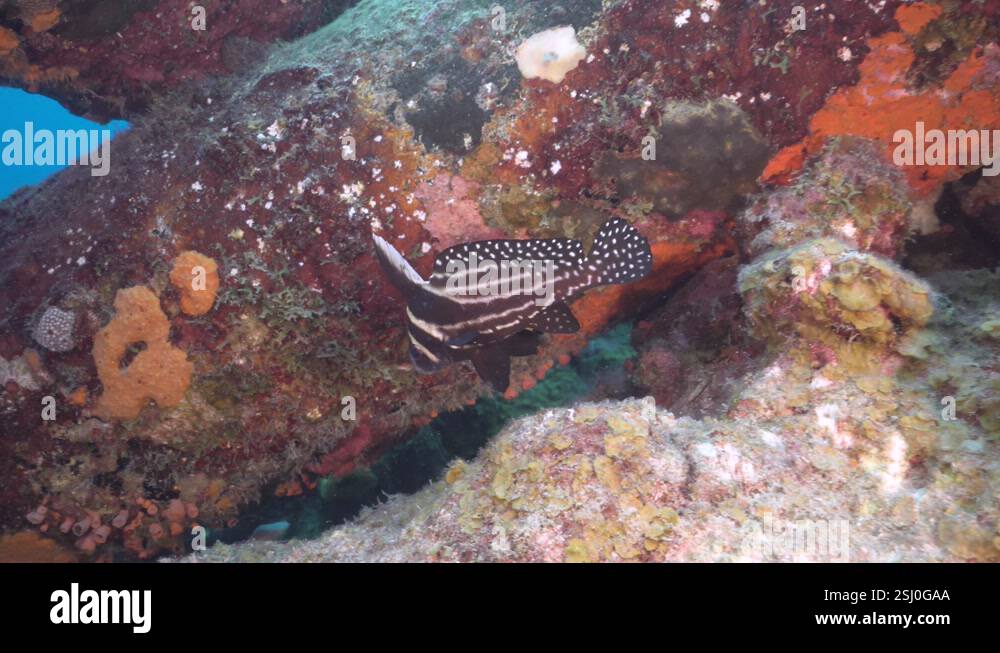 Underwater footage of wreck on sea bottom in the Caribbean sea with ...