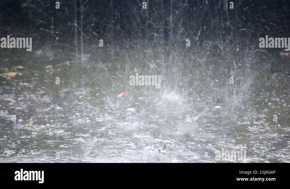 Rain. Rain dripping. drops of heavy rain dripping on the asphalt ...