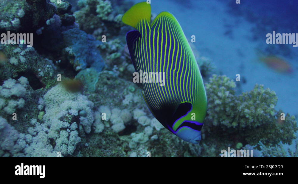 Emperor Angel Fish in the Coral Reef of the Red Sea of Egypt 4K Stock ...
