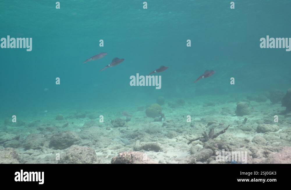 School of squid swimming in shallow water, underwater footage of coral ...