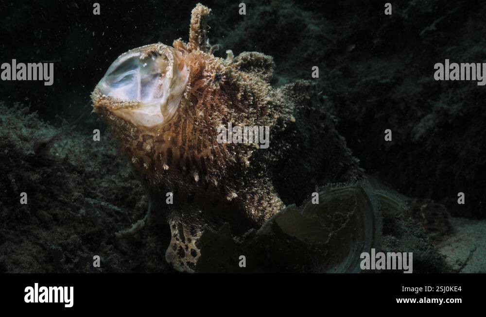 A Frogfish Anglerfish yawning showing unique animal behaviour ...