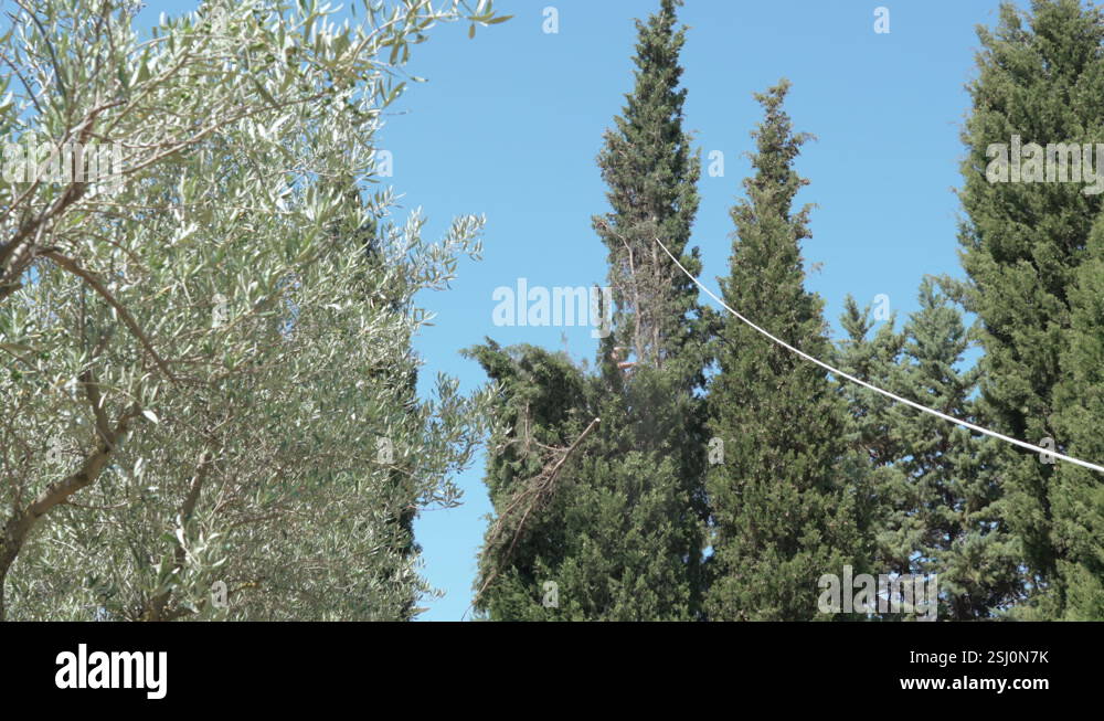 Process of preparation pine tree top for cutting, tree trunk bonded ...
