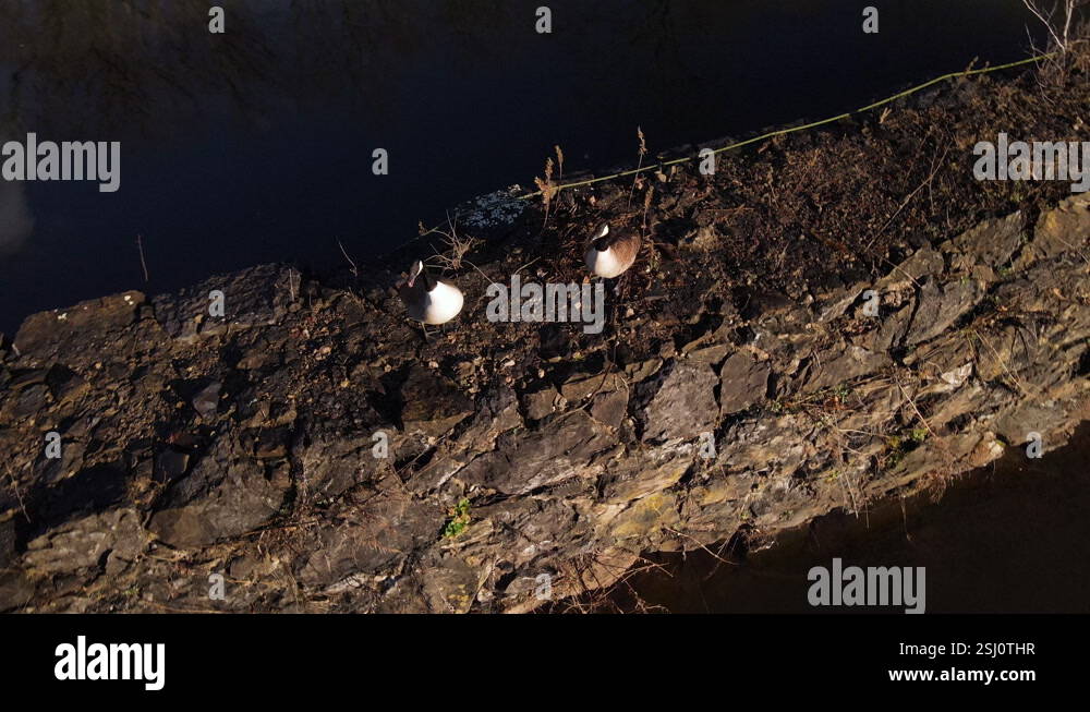 Aerial view of Geese along the water at sunrise Stock Video Footage - Alamy