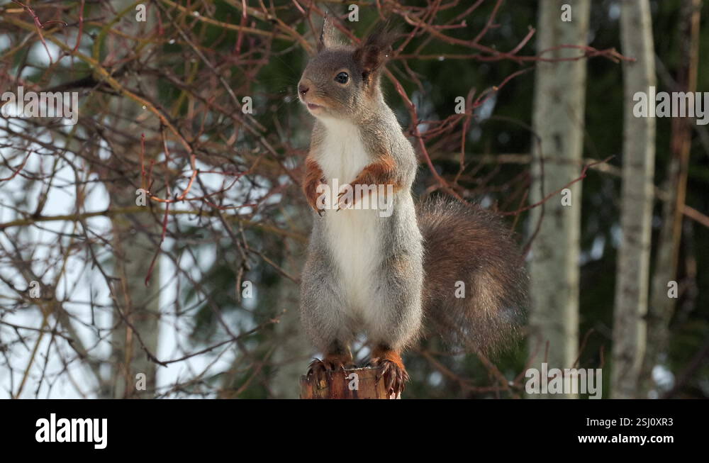 red squirrel animal watch alert sciurus vulgaris natural world norway ...