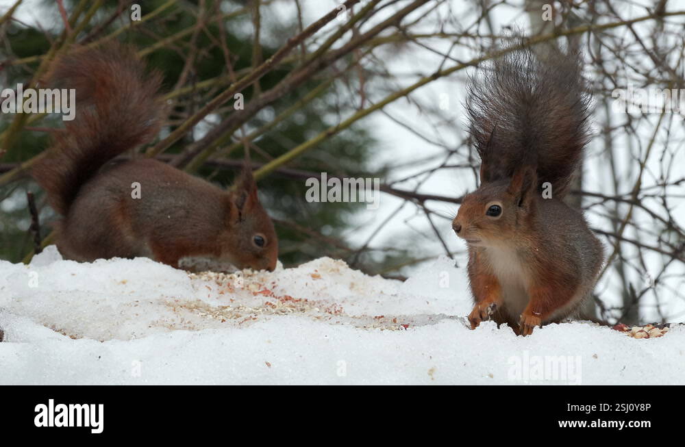 red squirrel pair on ground feed chew sciurus vulgaris natural world norway Stock Video Footage ...
