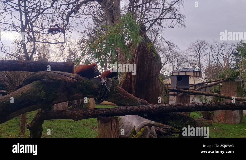 Three red pandas on trees and eating bamboo in the rain Stock Video ...