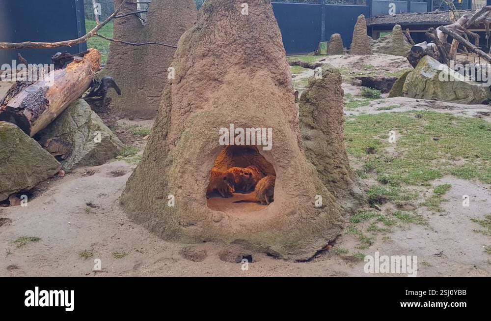 Meerkat family huddling in a small zoo cave Stock Video Footage - Alamy