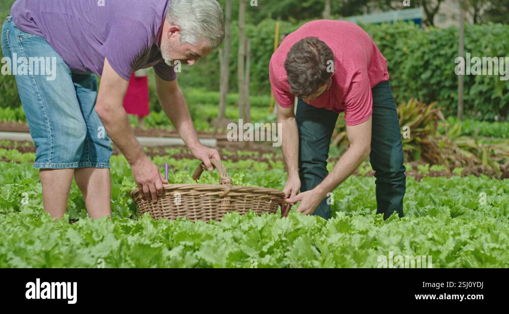 Two people farming at small rural farm choosing salad holding farming ...