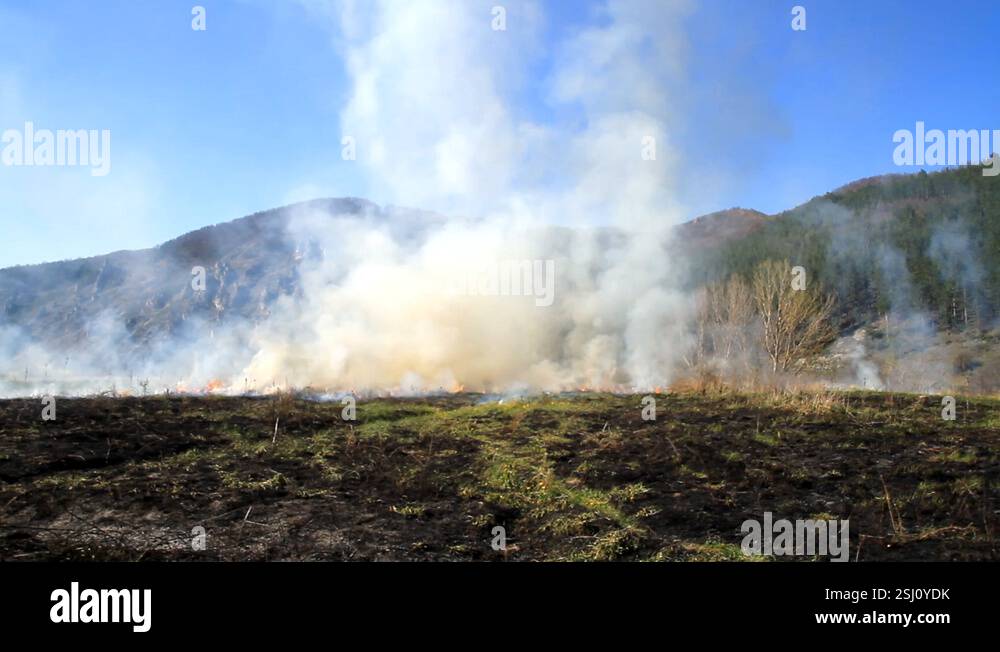 Forest Fire Smoke Rising over Black Ash Field Hazard Nature Background ...