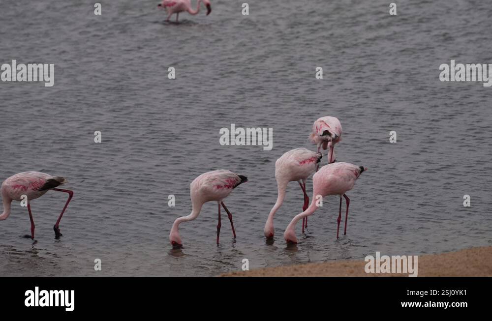 Flamingos hurriedly feed in windy water at salt flats namibia africa ...