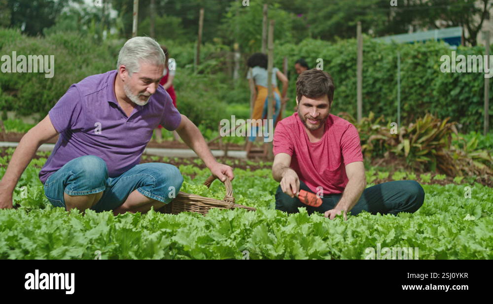 Organic farming at a small rural community garden with people ...