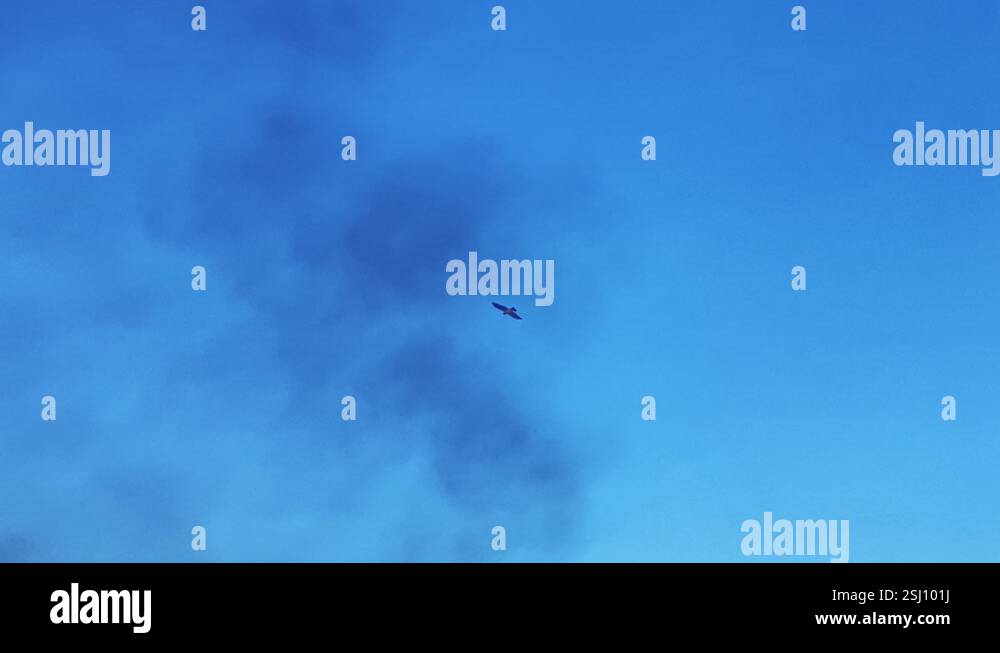 eagle soar high above, flying through black smoke in the blue sky Stock ...