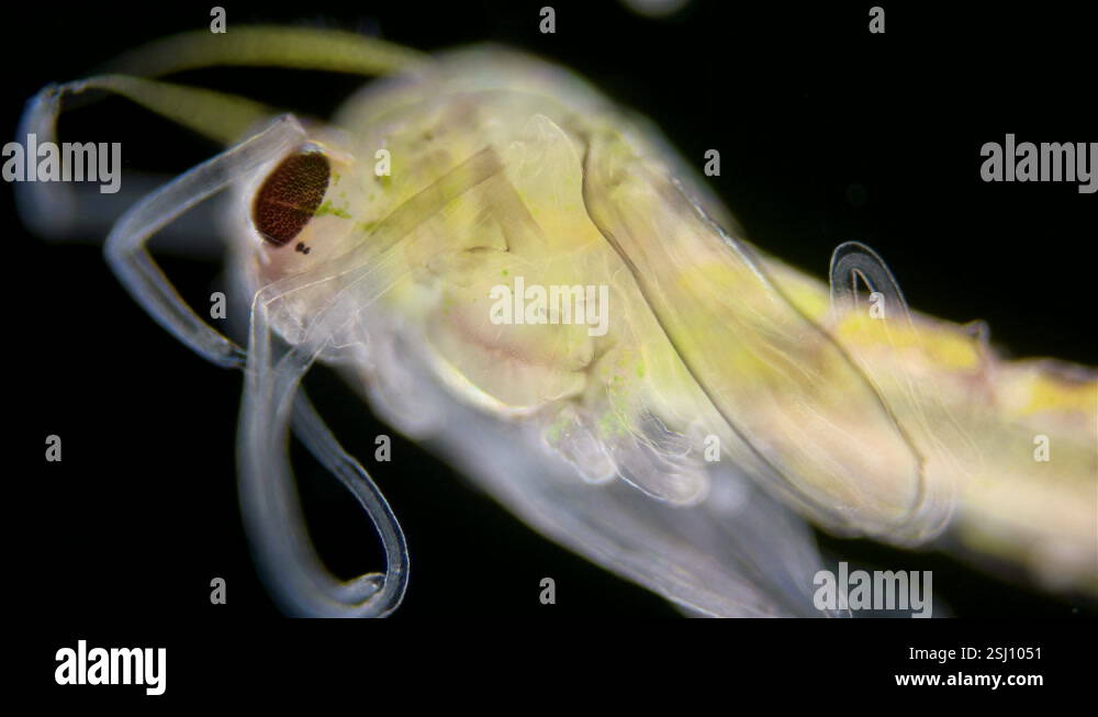 Diptera pupa Stock Videos & Footage - HD and 4K Video Clips - Alamy