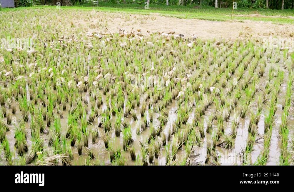 Ducks waddle in sync through perfect rice paddy rows, Bali Indonesia ...