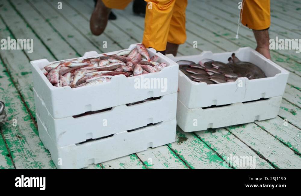 Fisherman walks forward and placed styrofoam container full of fish on ...